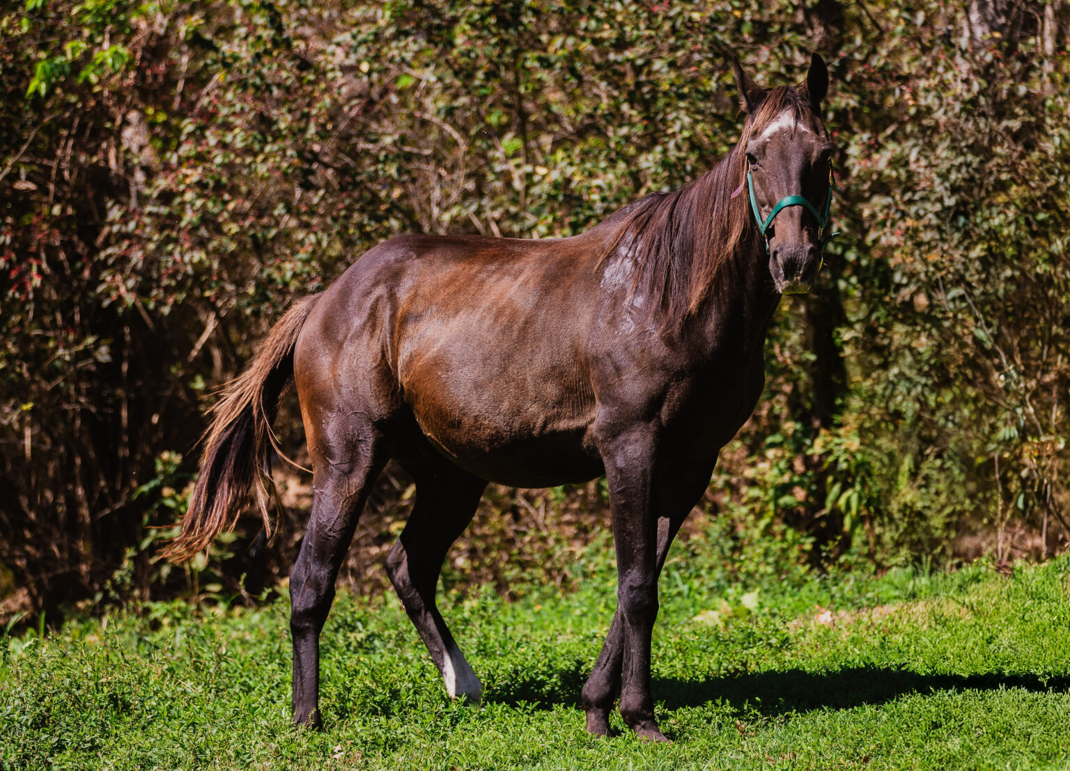 VEA’s Horses – VEA